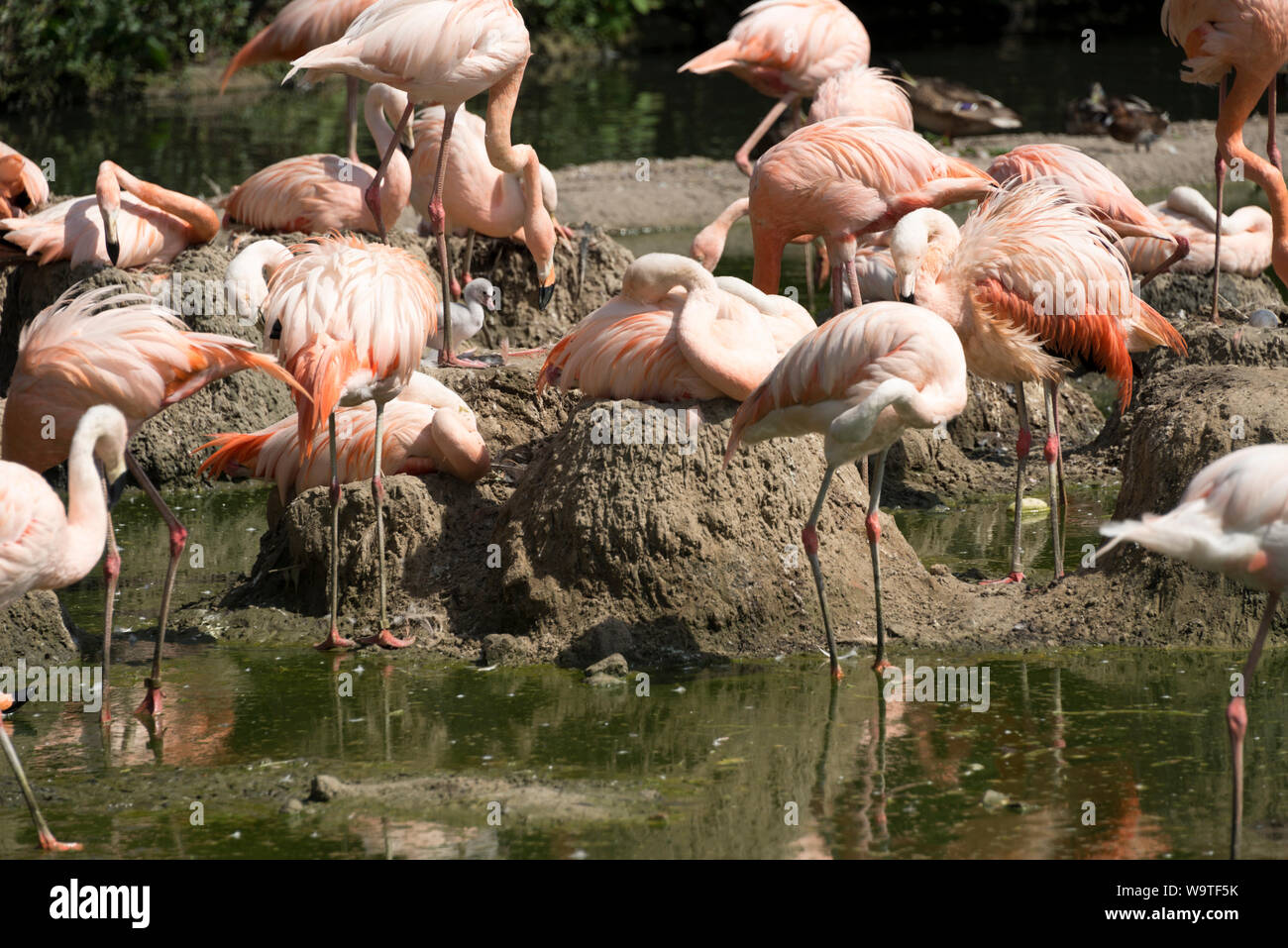 American flamingos hi-res stock photography and images - Alamy