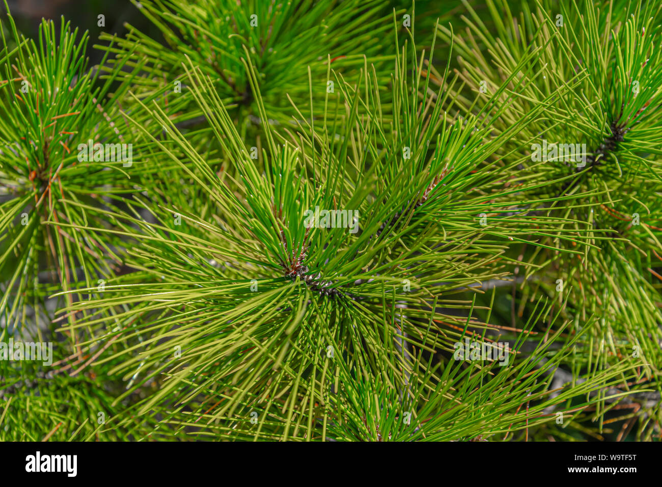 Close up pine tree stem needles hi-res stock photography and images - Alamy