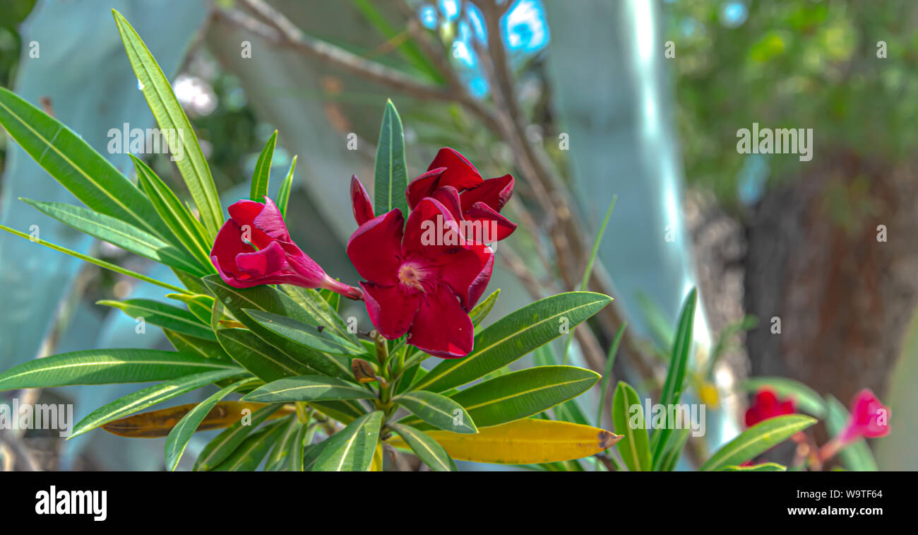 Oleander leaf hi-res stock photography and images - Alamy