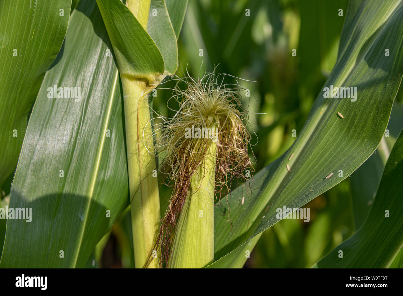 Dry corn stalk hi-res stock photography and images - Alamy