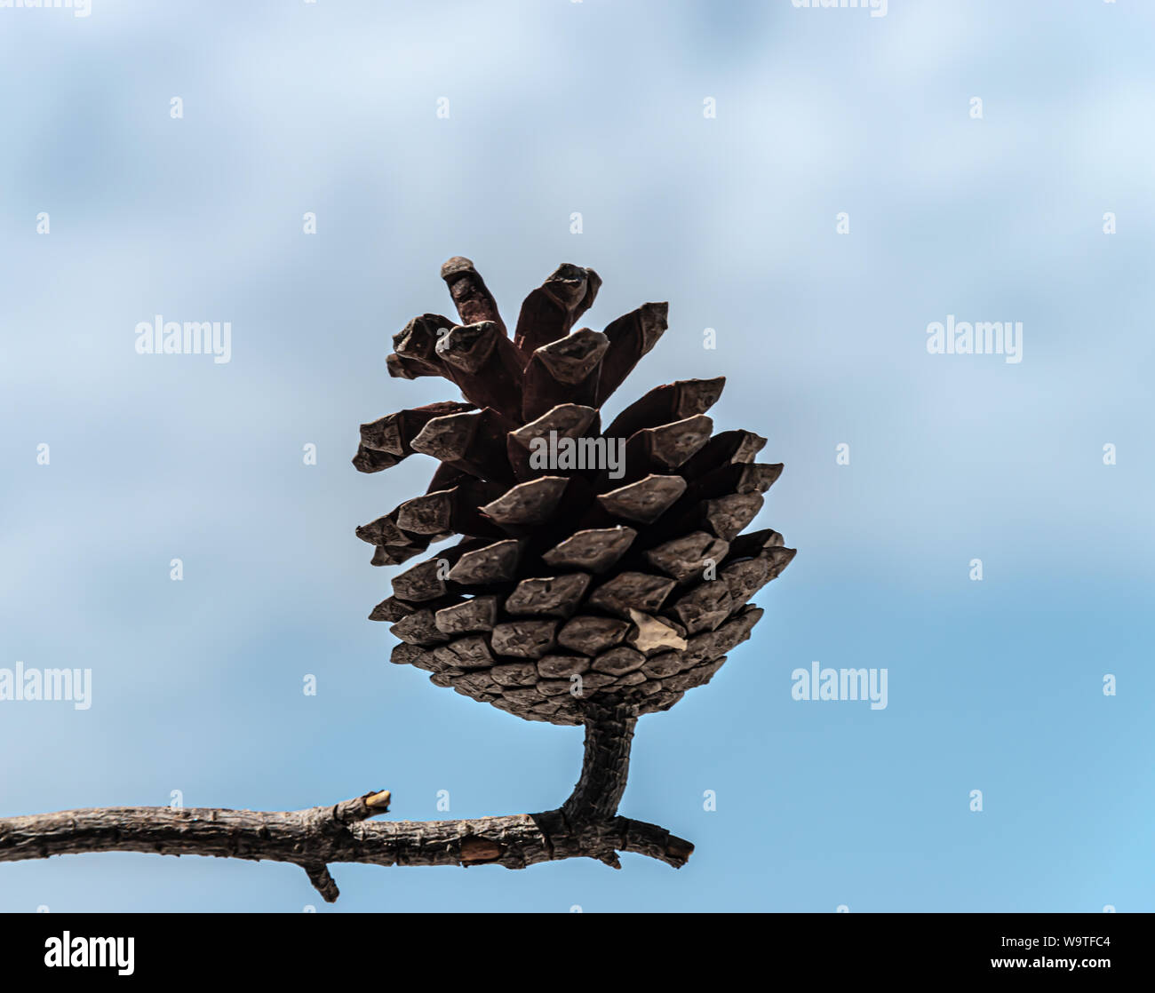 Conifer cone hi-res stock photography and images - Alamy
