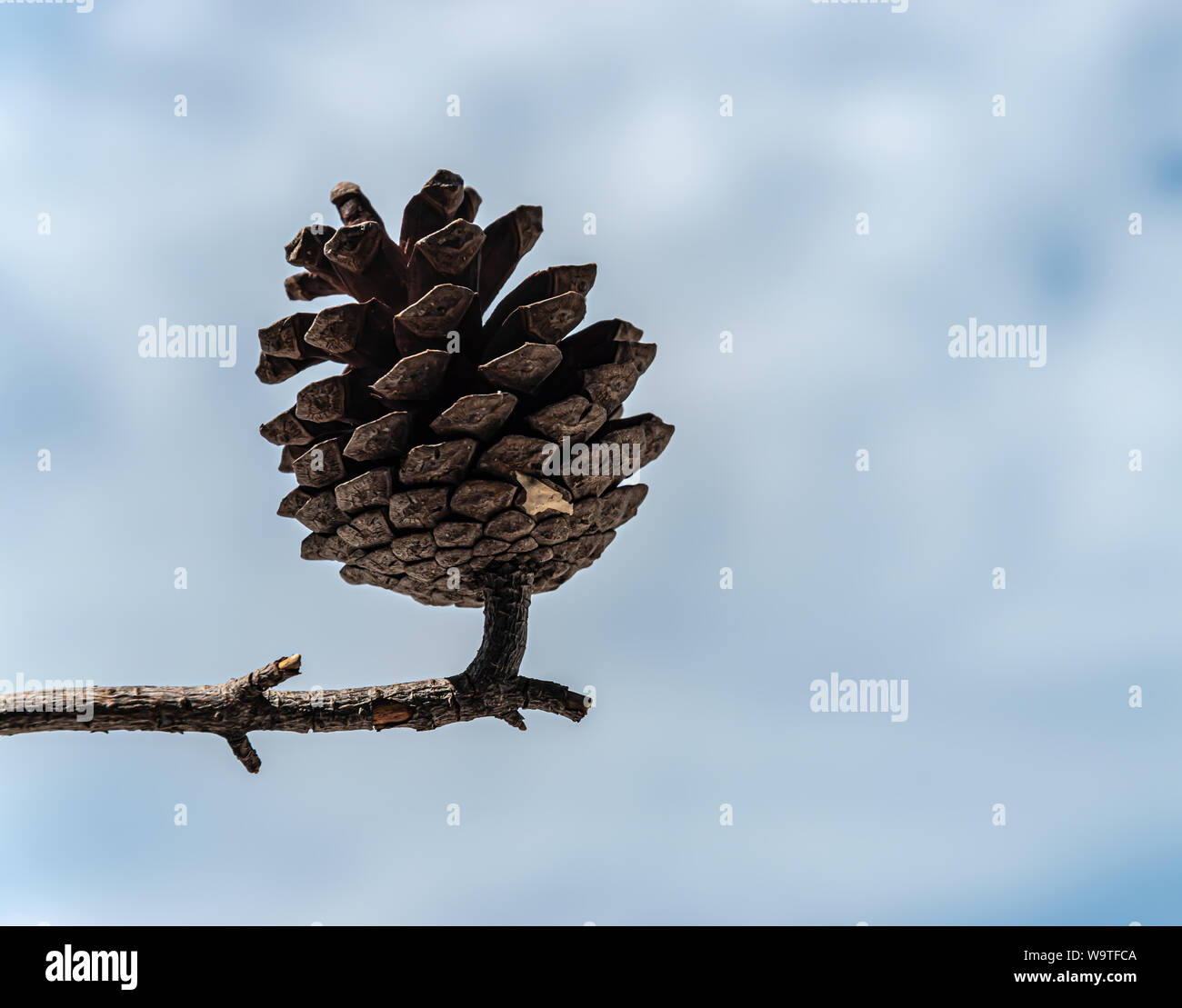 Conifer cone hi-res stock photography and images - Alamy