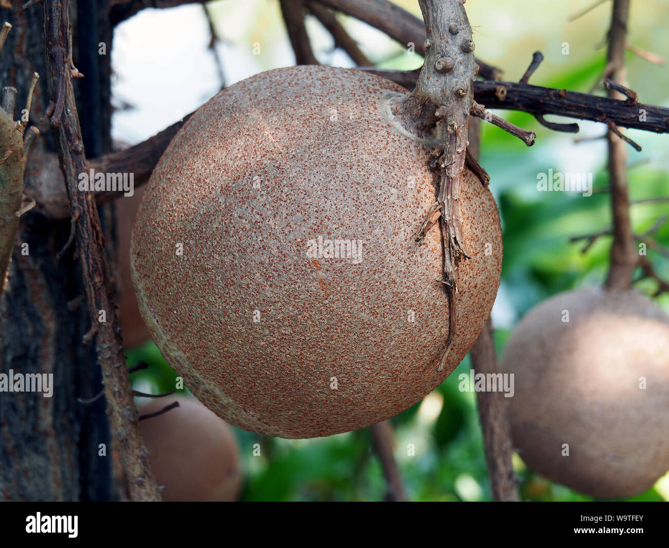 cannonball tree, Kanonenkugelbaum, Couroupita guianensis, Thailand ...