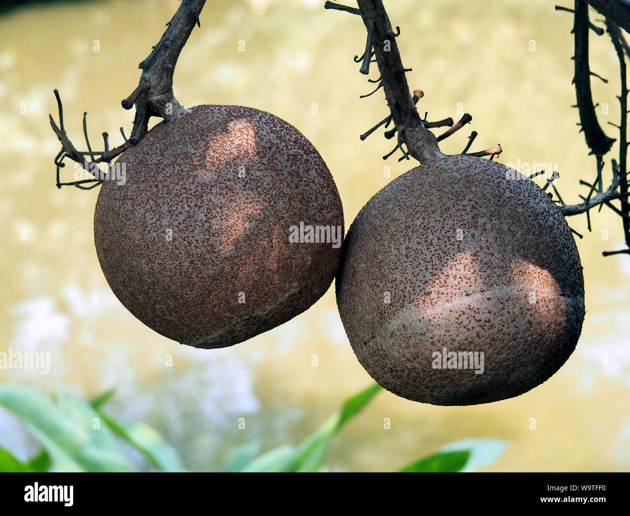 cannonball tree, Kanonenkugelbaum, Couroupita guianensis, Thailand ...