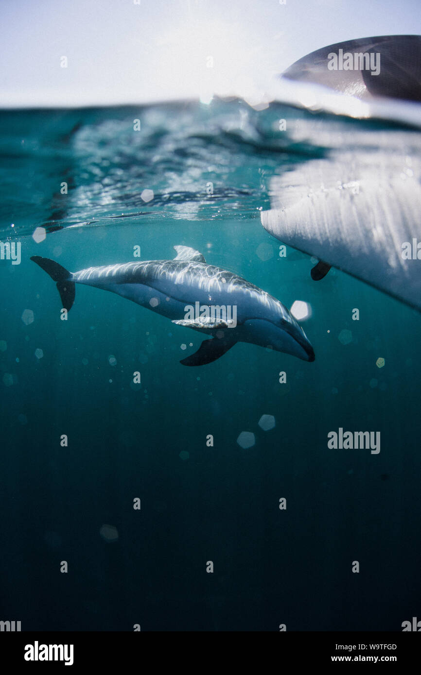Dolphin swimming under a paddleboard, California, United States Stock ...