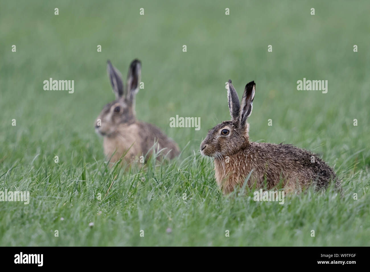 Hares uk hi-res stock photography and images - Alamy