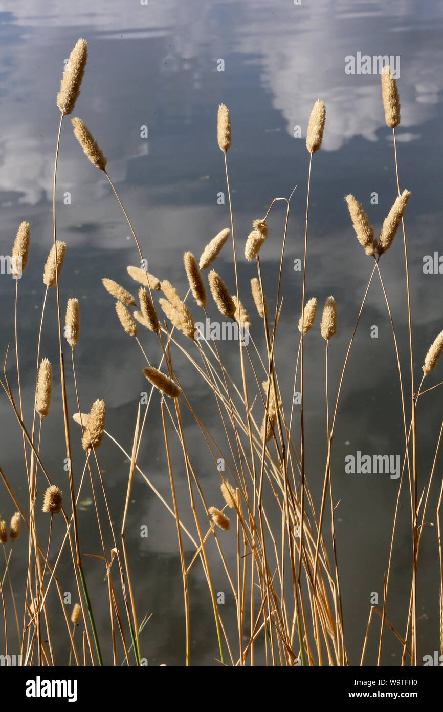 Reeds roseaux hi-res stock photography and images - Alamy