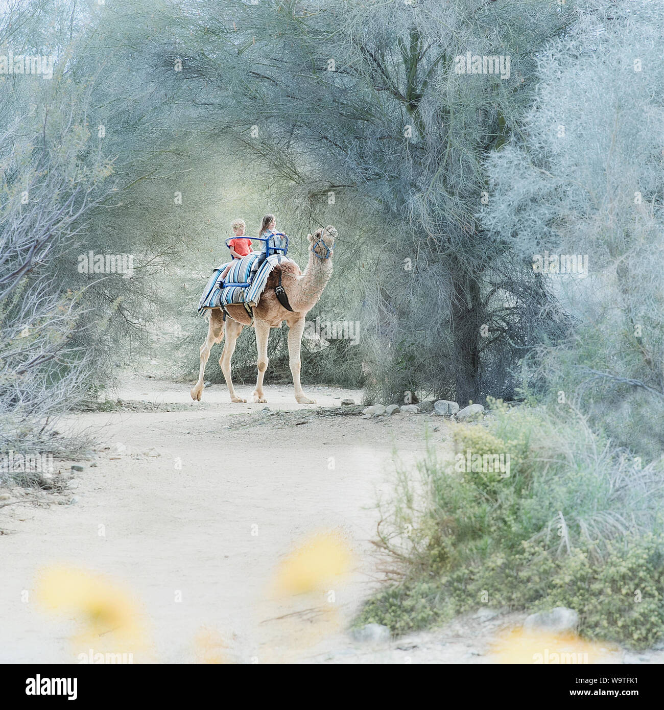 Children with camel hi-res stock photography and images - Alamy