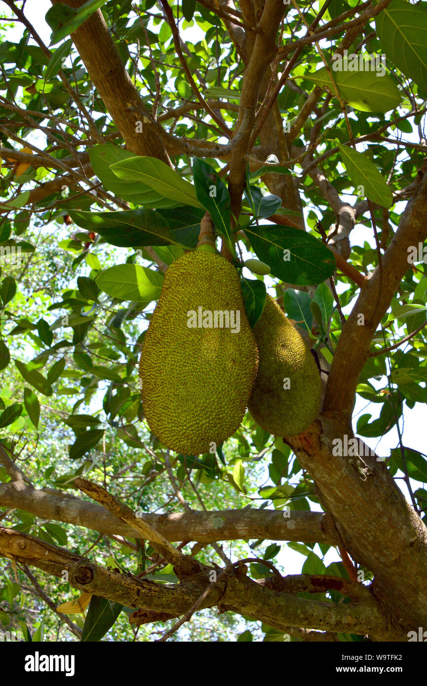 Jackfruit, Jackfruchtbaum, Jackfrucht, Artocarpus heterophyllus ...