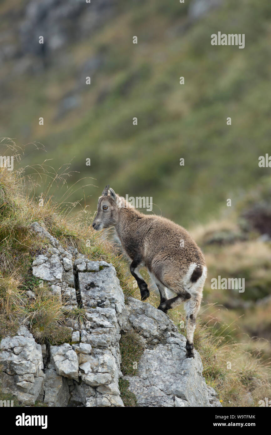 Young Alpine Ibex / Steinbock / Alpensteinbock (Capra ibex) climbing up ...