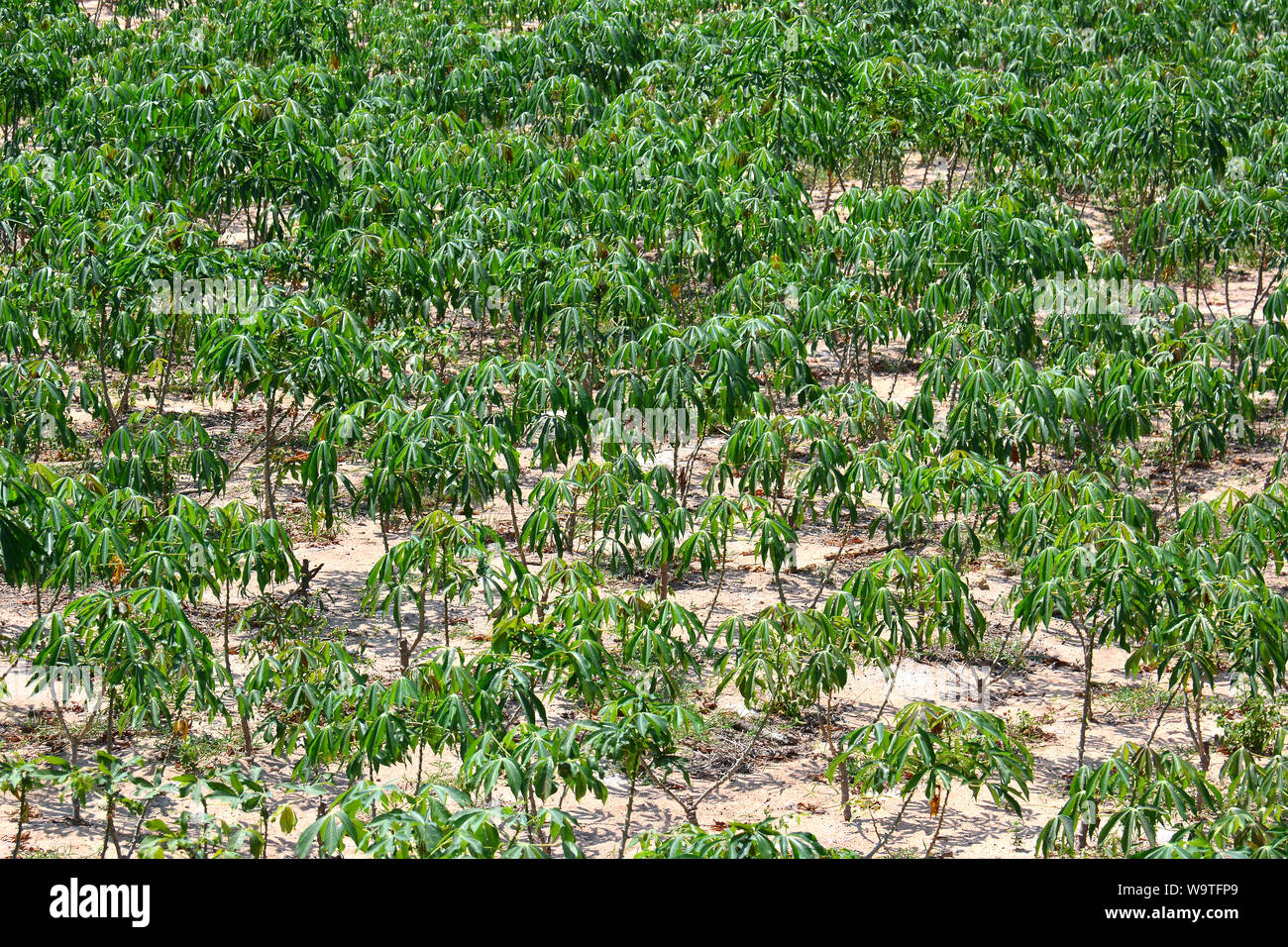 Manioc High Resolution Stock Photography and Images - Alamy