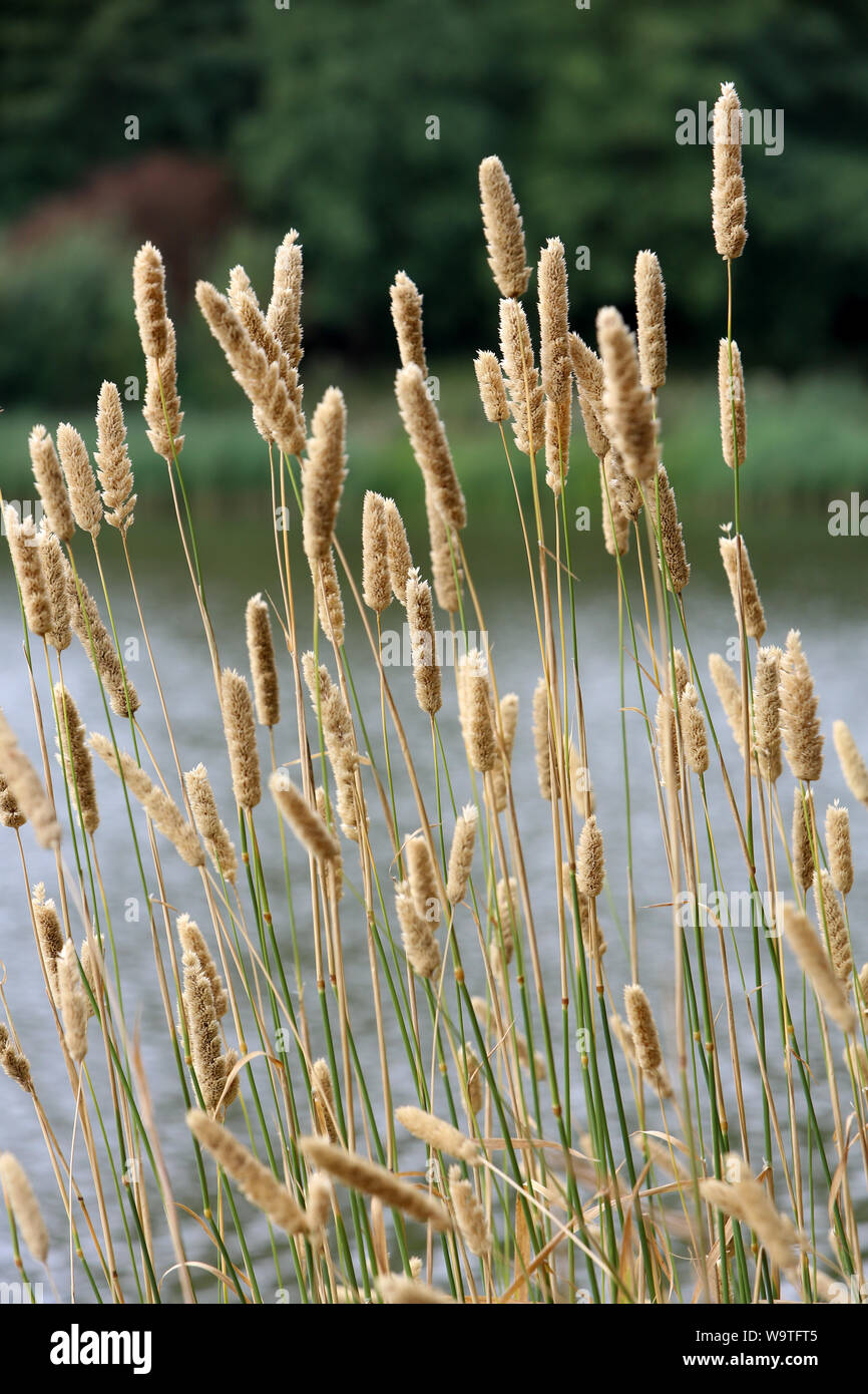 Reeds roseaux hi-res stock photography and images - Alamy