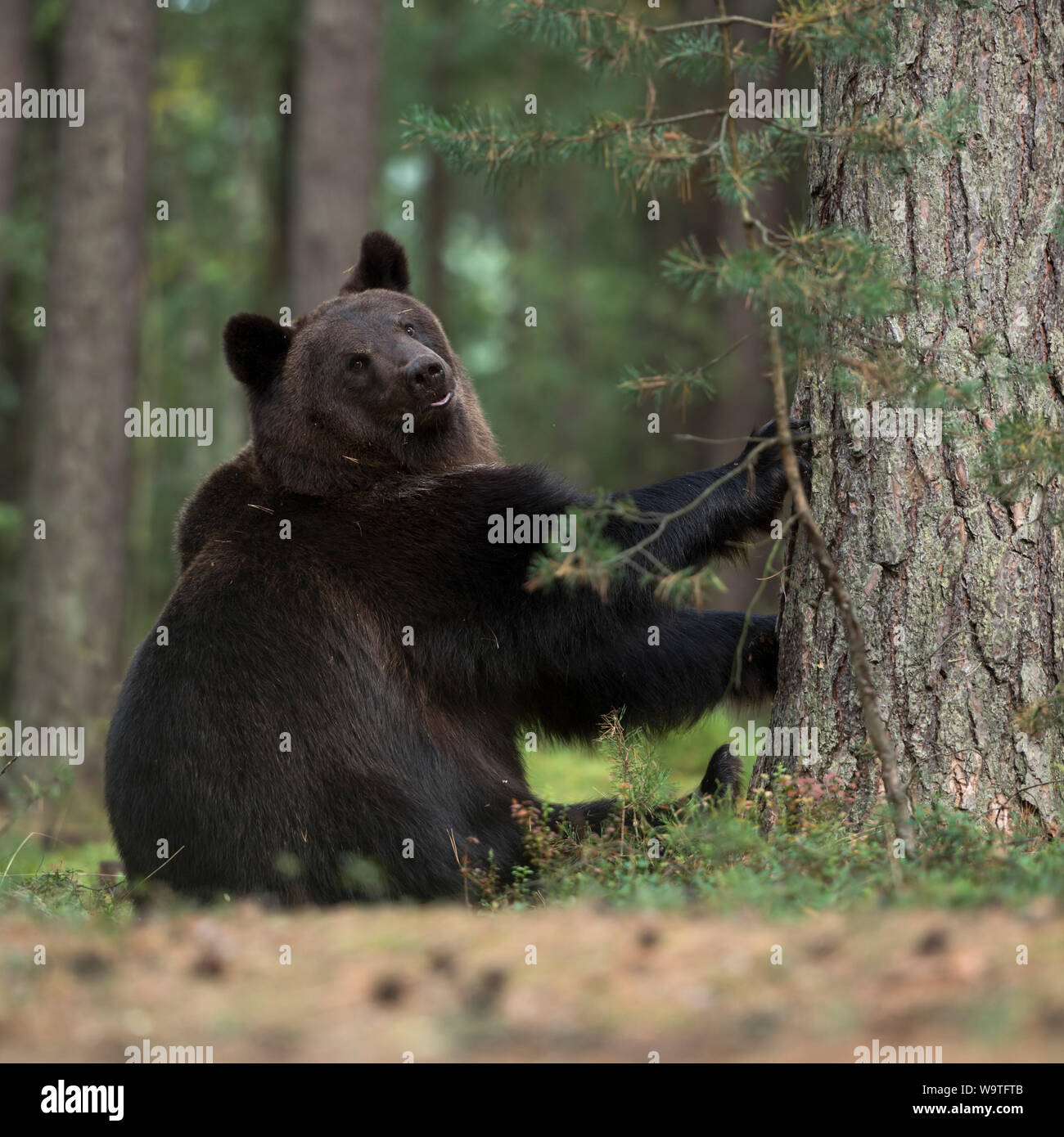 European Brown Bear / Braunbaer ( Ursus arctos ), playful adolescent ...