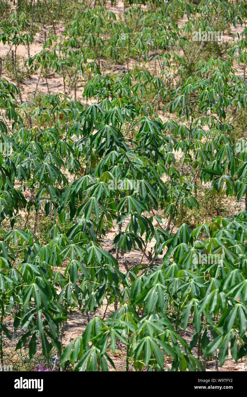 Maniok hi-res stock photography and images - Alamy