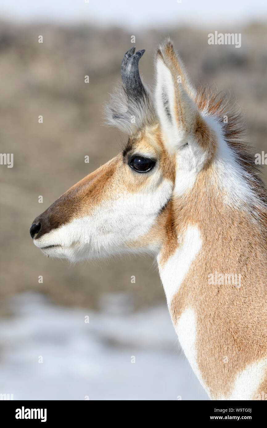 American pronghorn antelope male hi-res stock photography and images ...