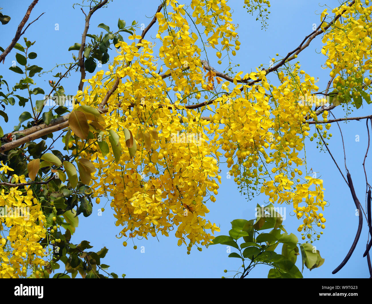 golden shower, purging cassia, Röhren-Kassie, Cassia fistula, Thailand, Asia Stock Photo - Alamy