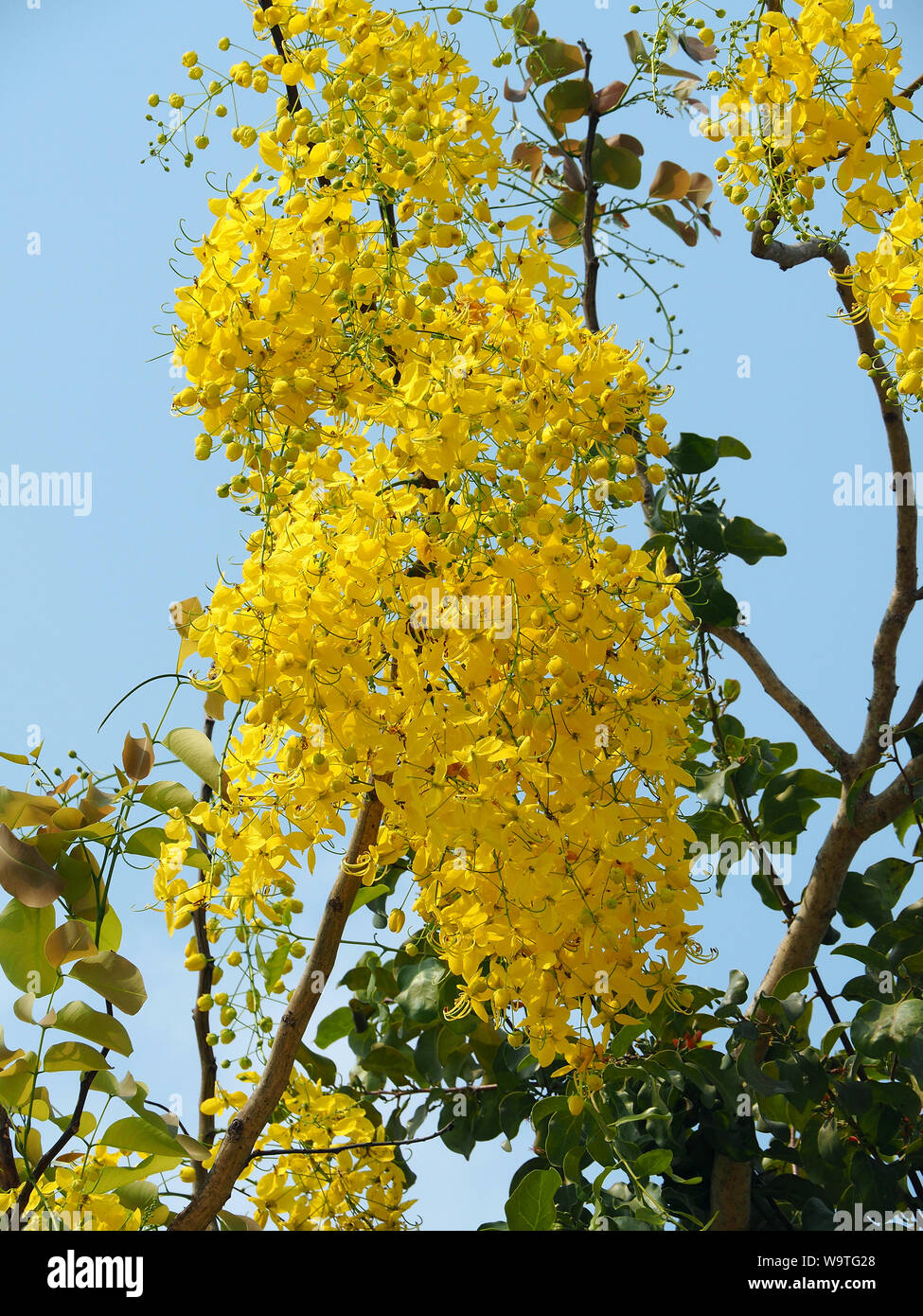 golden shower, purging cassia, Röhren-Kassie, Cassia fistula, Thailand, Asia Stock Photo - Alamy