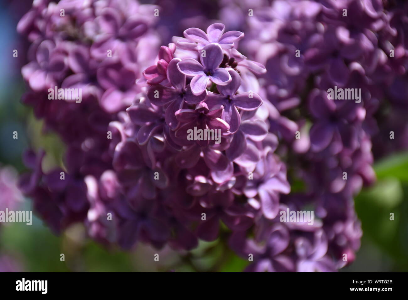 Lilac botanical hi-res stock photography and images - Alamy