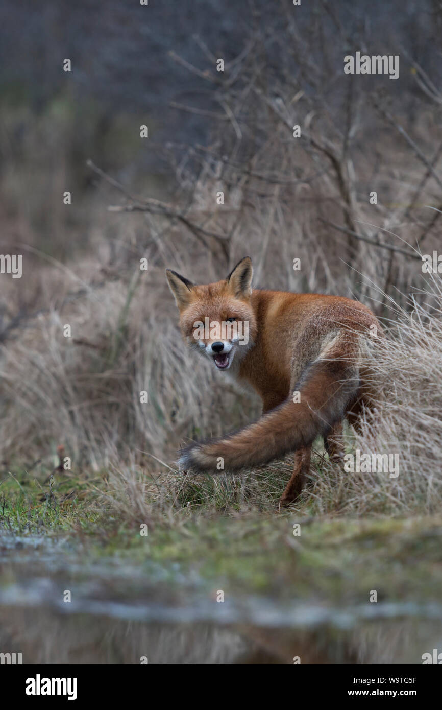 Red Fox / Rotfuchs ( Vulpes vulpes ) adult , in typical surrounding ...