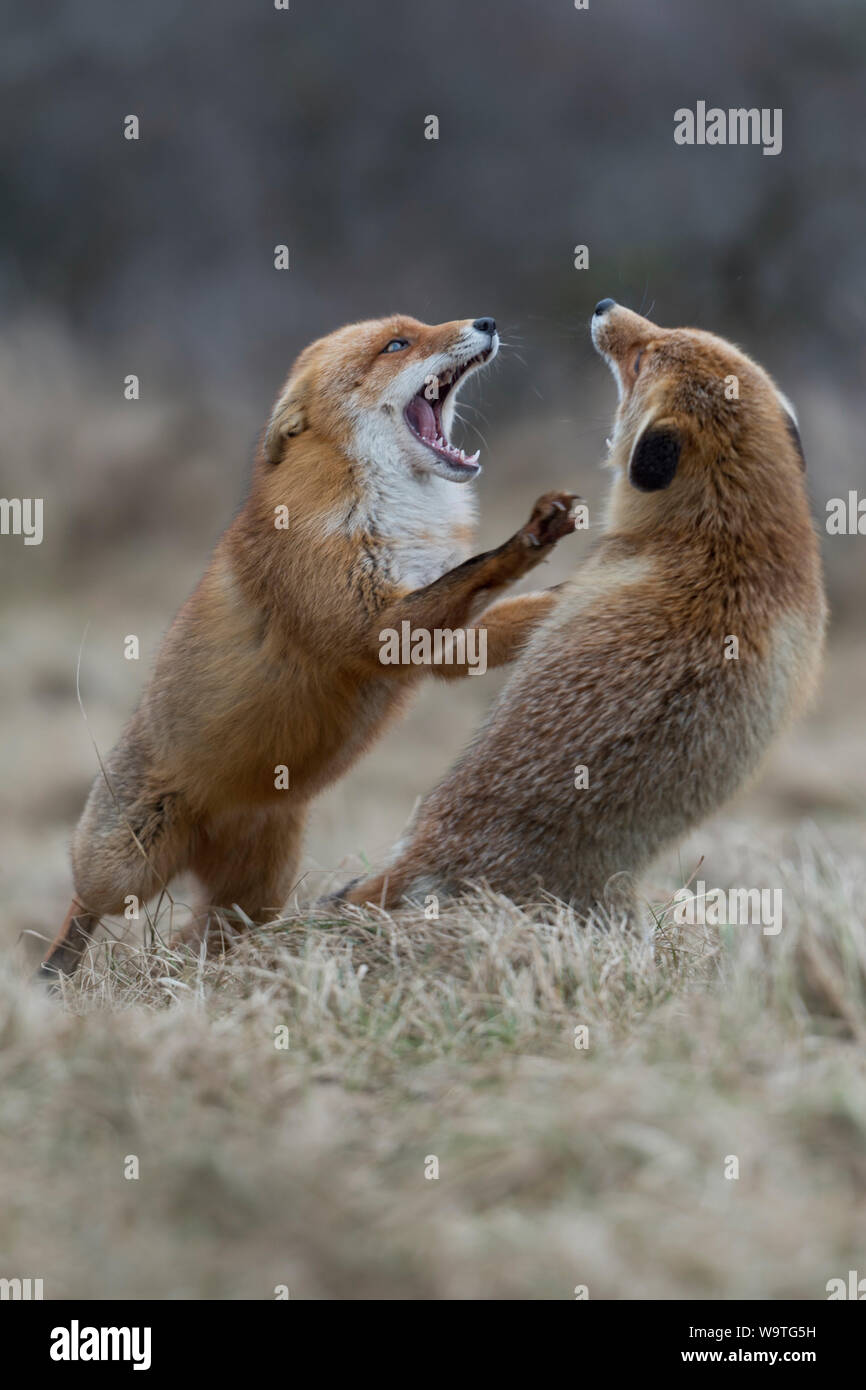 Red Fox / Rotfuchs ( Vulpes vulpes ), two adults, standing on hind legs ...
