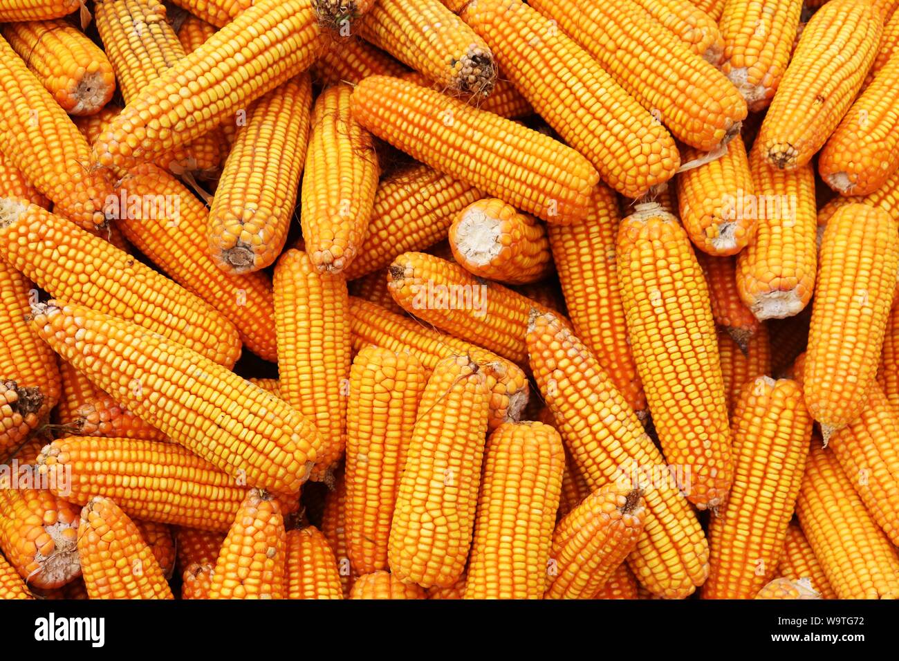Corn cob texture hi-res stock photography and images - Alamy