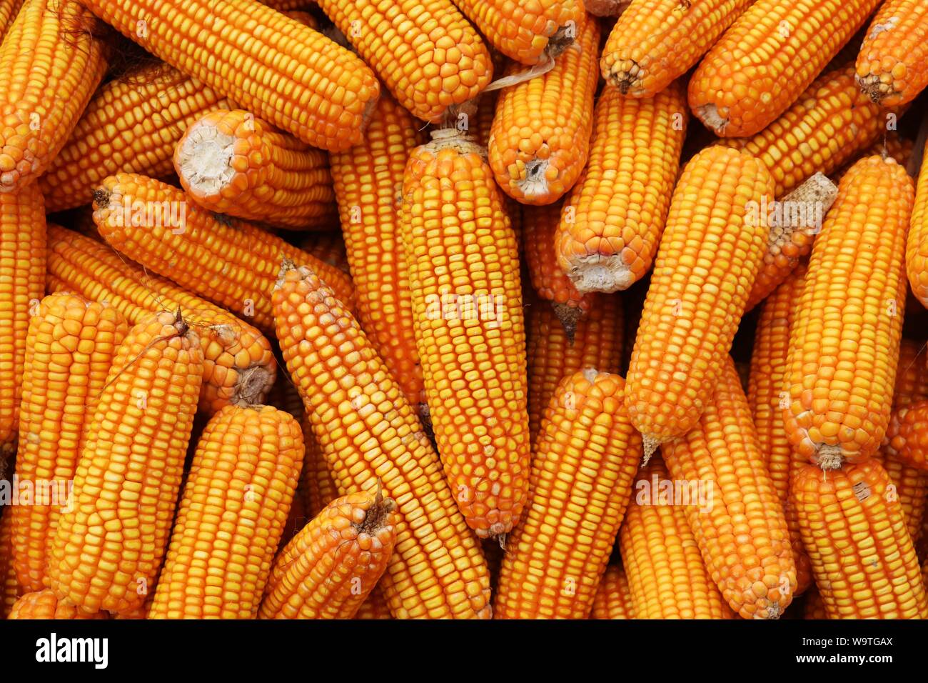 Corn texture hi-res stock photography and images - Alamy