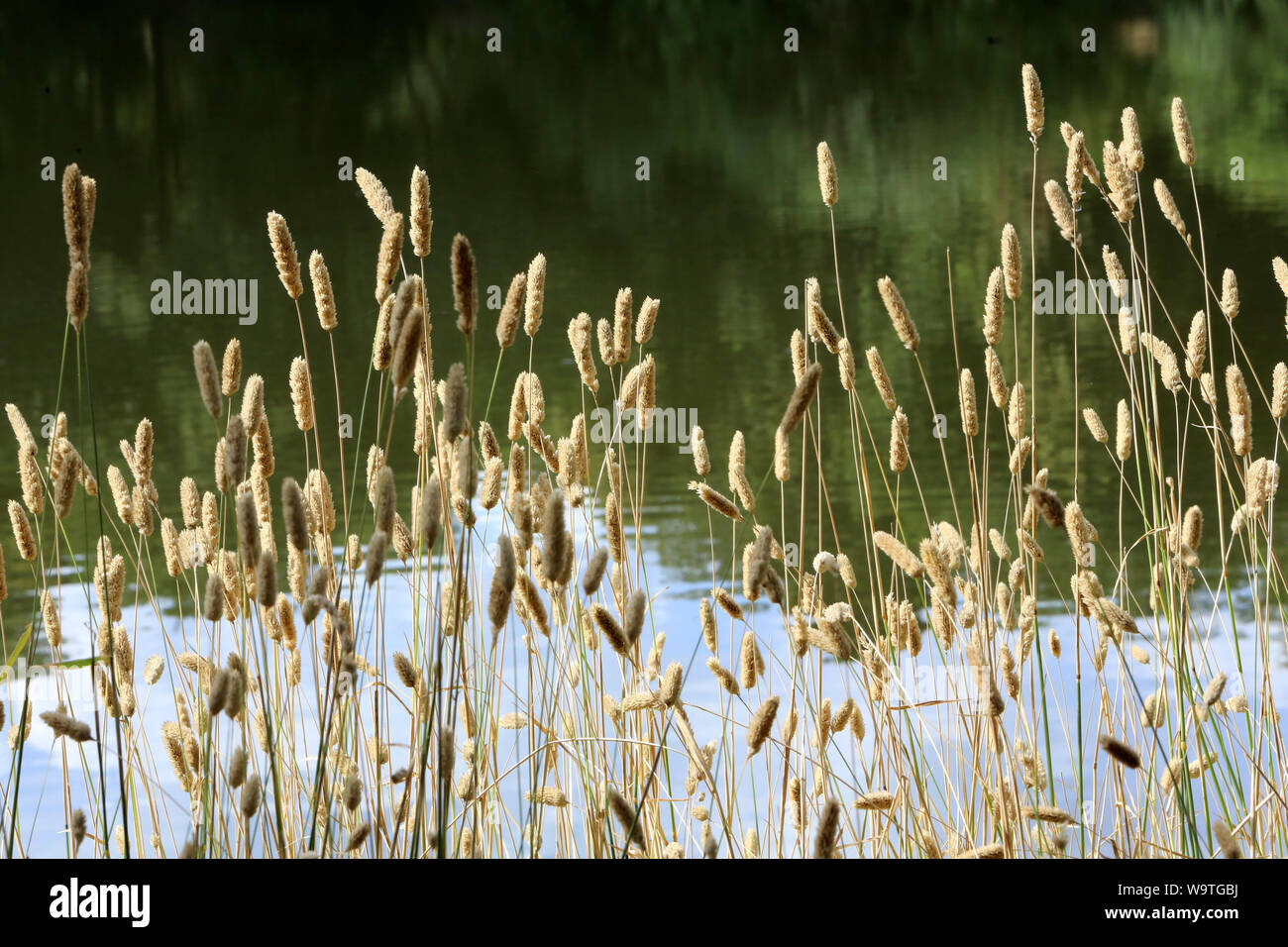 Roseau des roseaux hi-res stock photography and images - Alamy