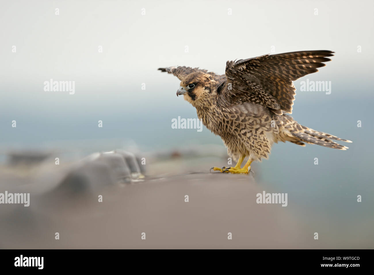 A young peregrine falcon hi-res stock photography and images - Alamy