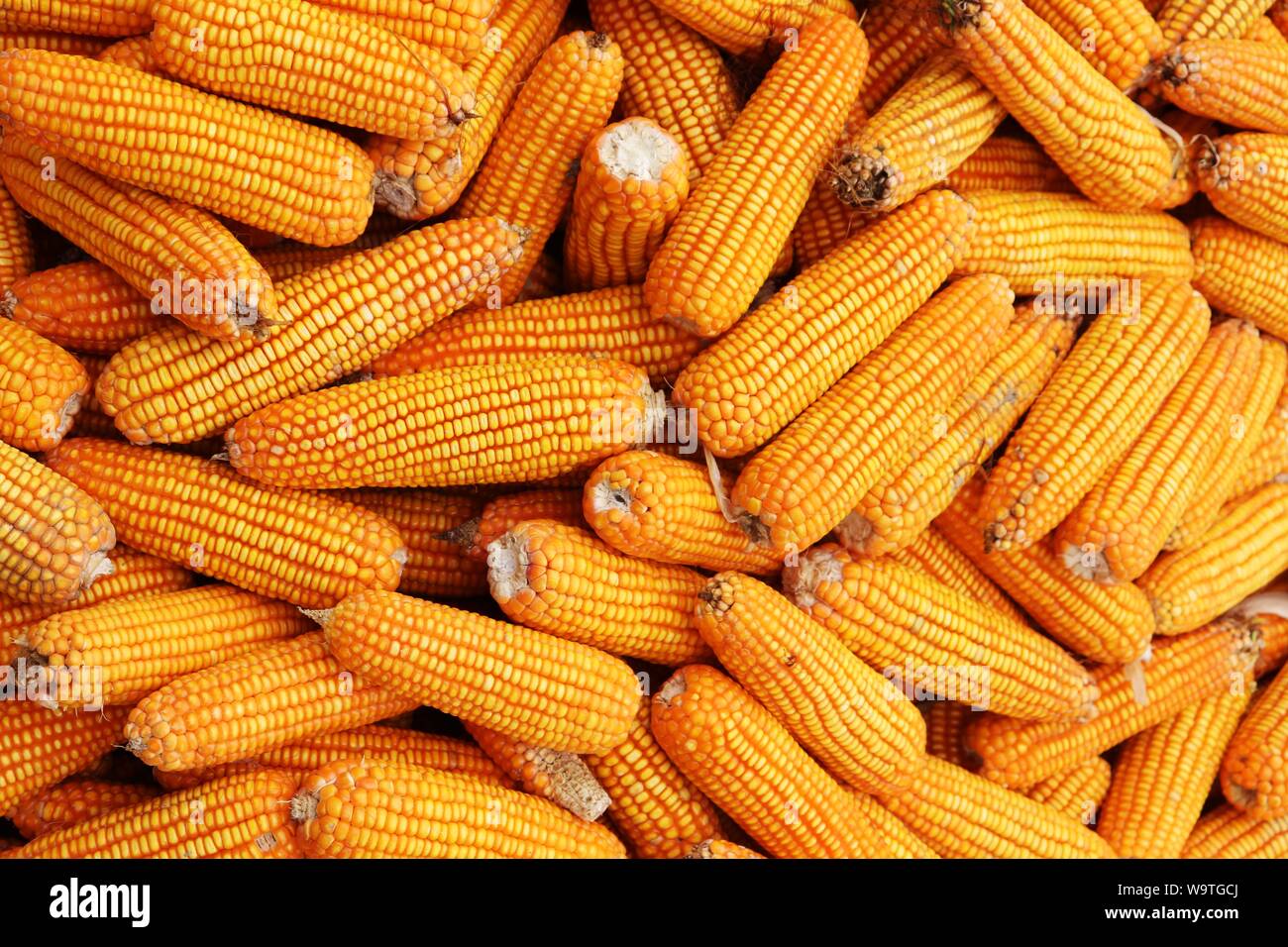 Corn texture hi-res stock photography and images - Alamy