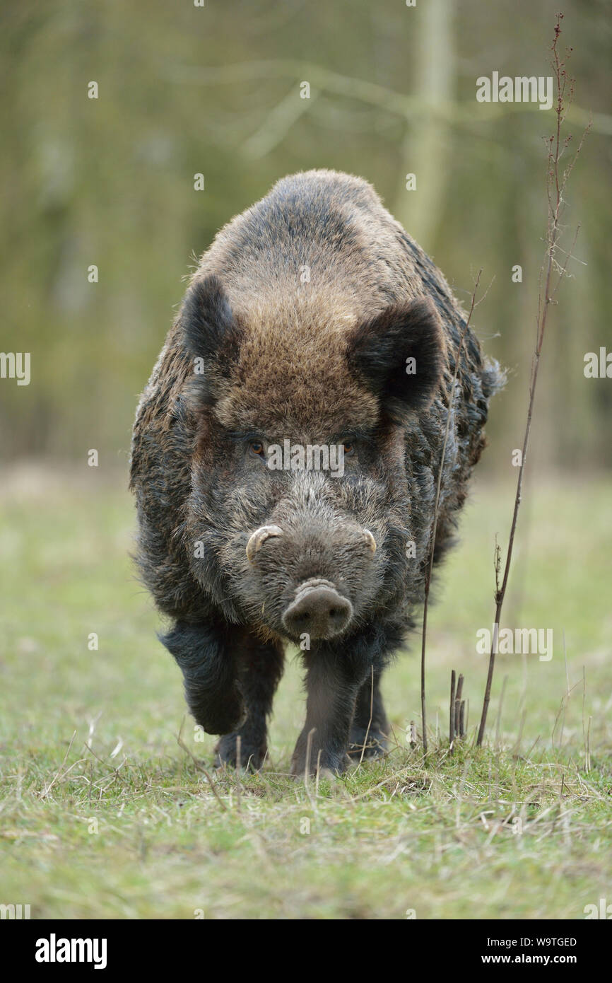 Strong male hi-res stock photography and images - Alamy