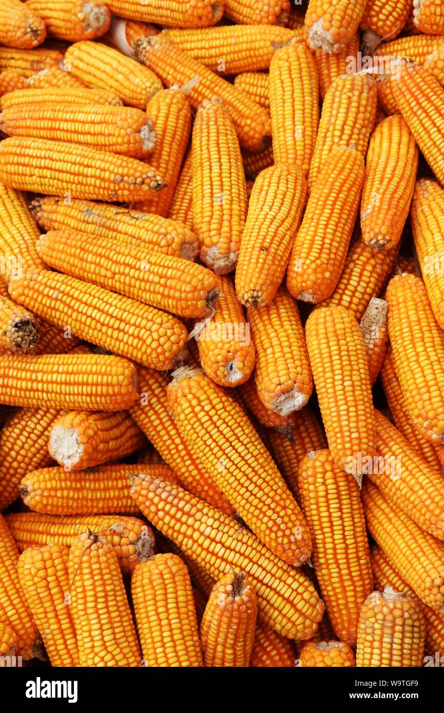 Lots of Corns. Fresh Ripe Yellow Corns as Background Stock Photo - Alamy