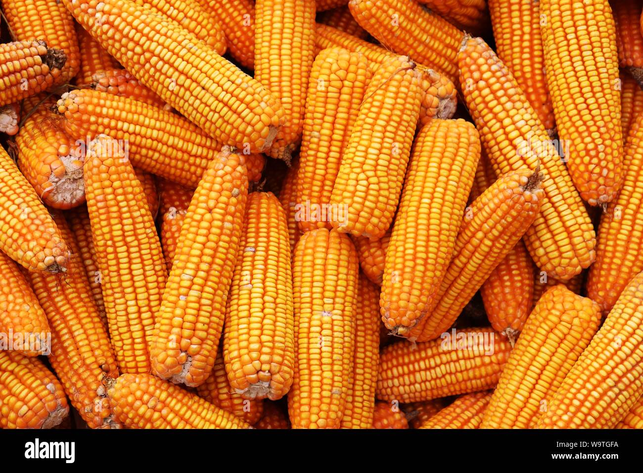 Orange corn hi-res stock photography and images - Alamy