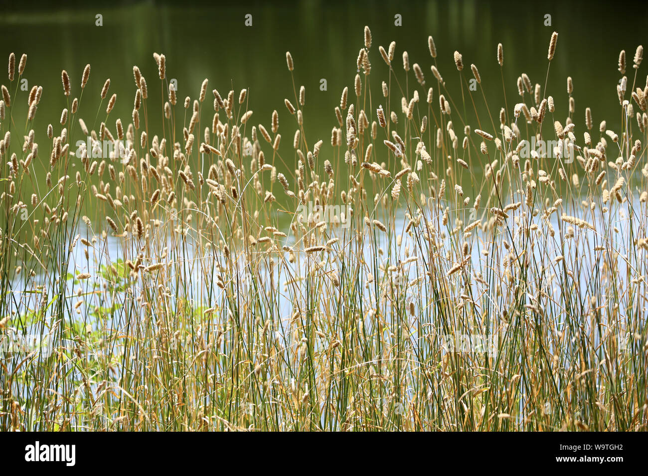 Roseau des roseaux hi-res stock photography and images - Alamy