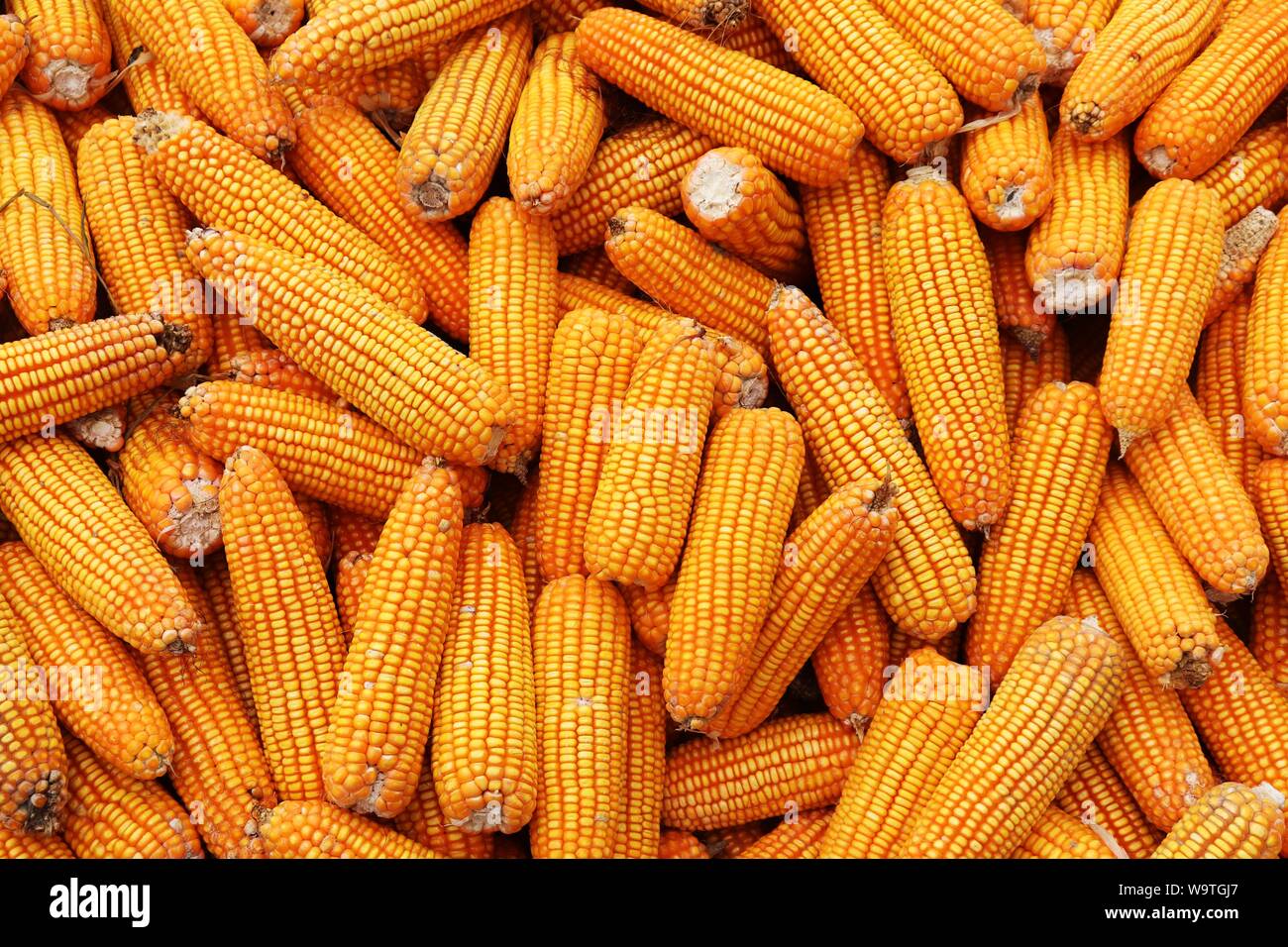 Orange Corn. Ripe Yellow Corns as Background Stock Photo - Alamy