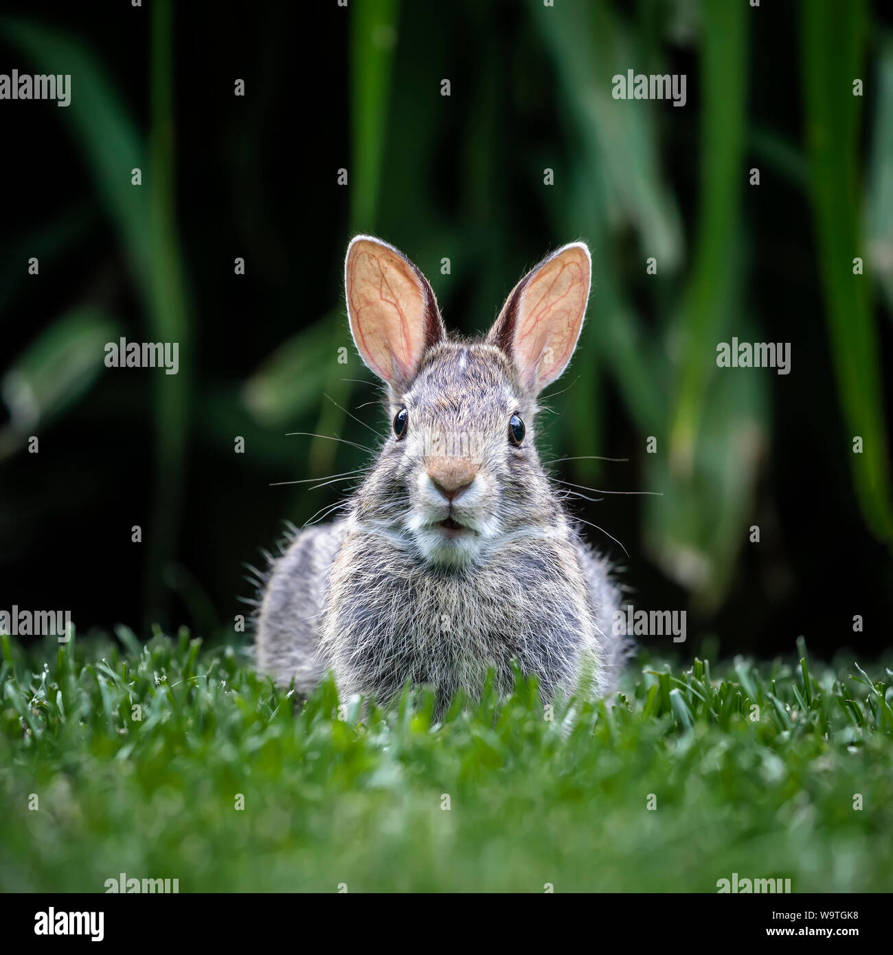 Eastern Cottontail Rabbit, (Sylvilagus floridanus) Manitoba, Canada ...