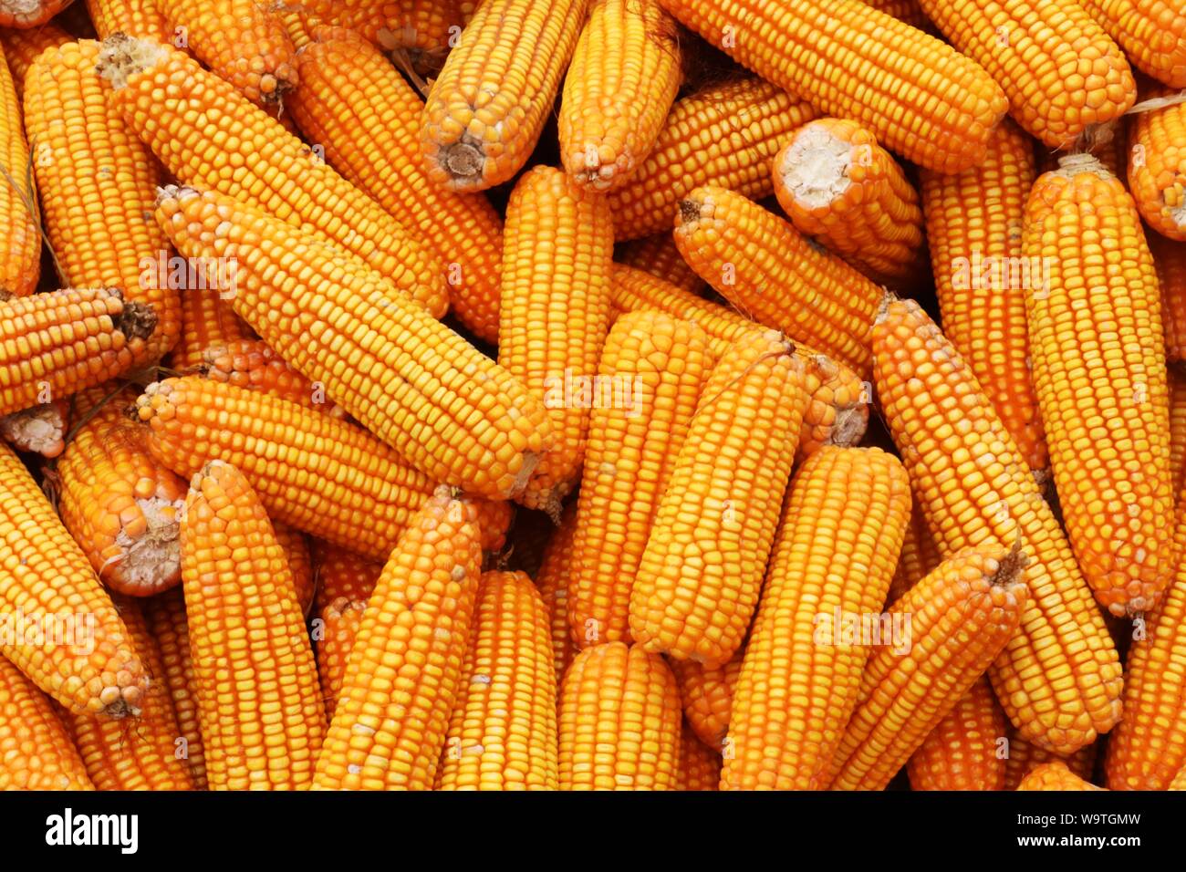 Corn texture hi-res stock photography and images - Alamy