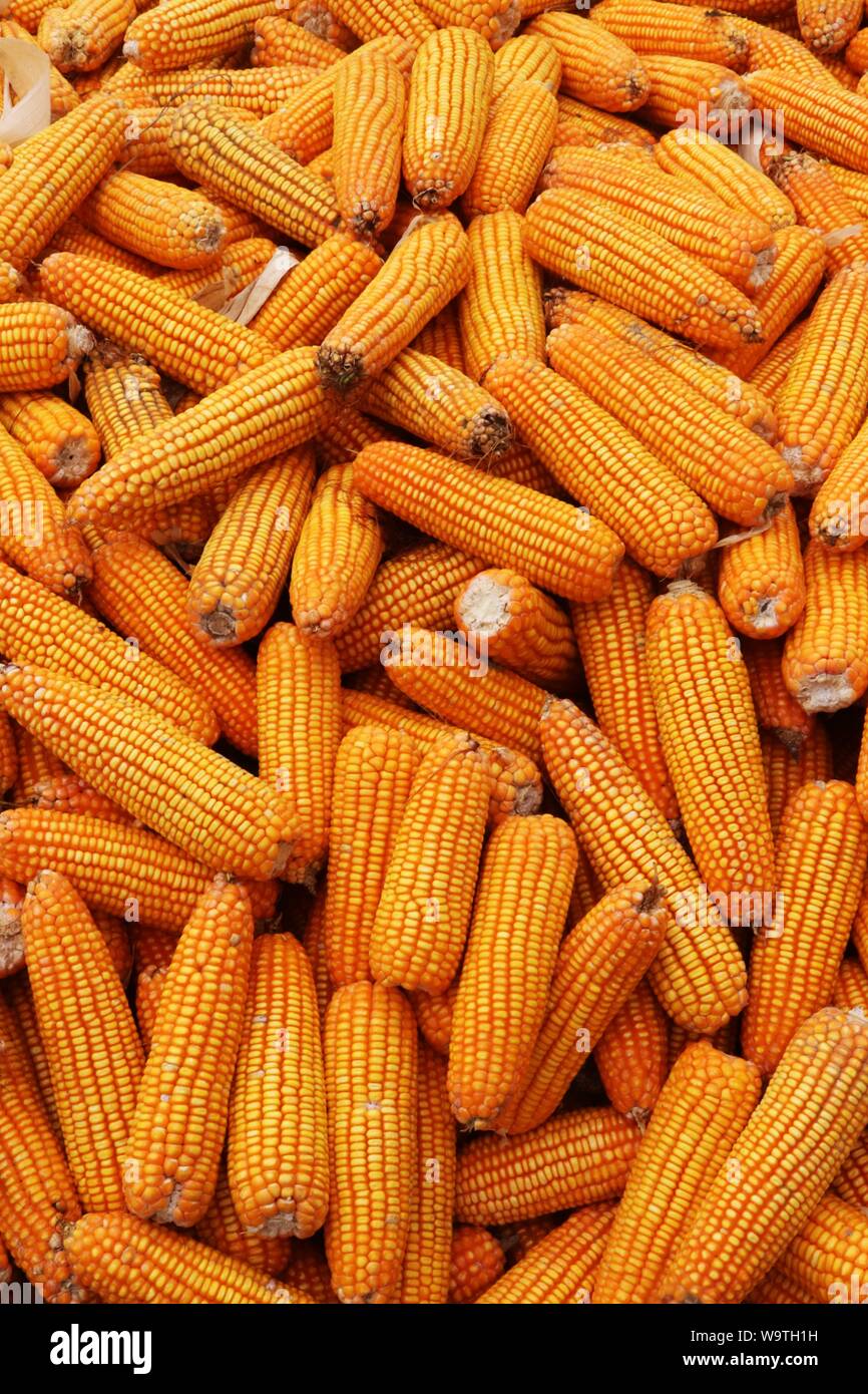 Lots of corns hi-res stock photography and images - Alamy