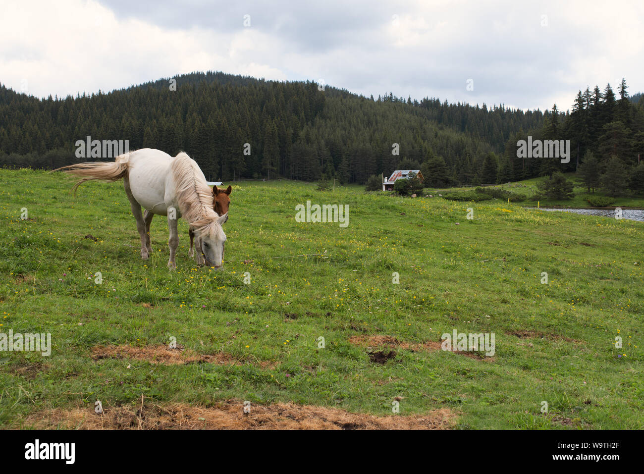 Mare standing hi-res stock photography and images - Alamy