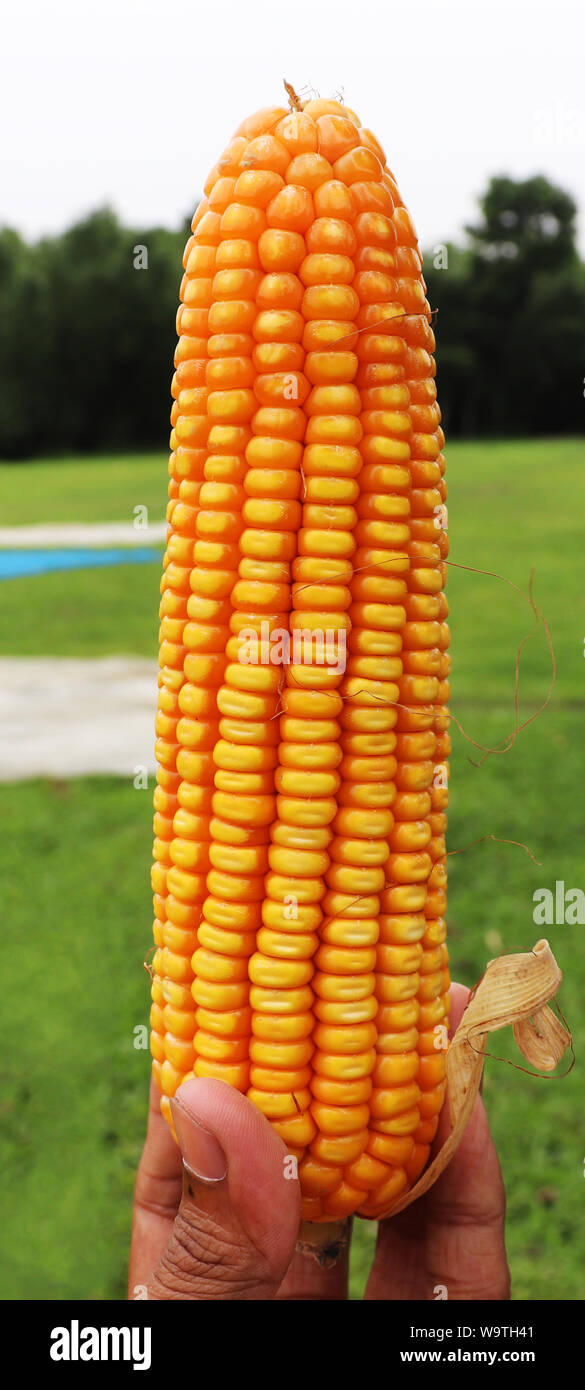 Corn on Hand, Fresh Ripe Orange Yellow Corns Stock Photo - Alamy