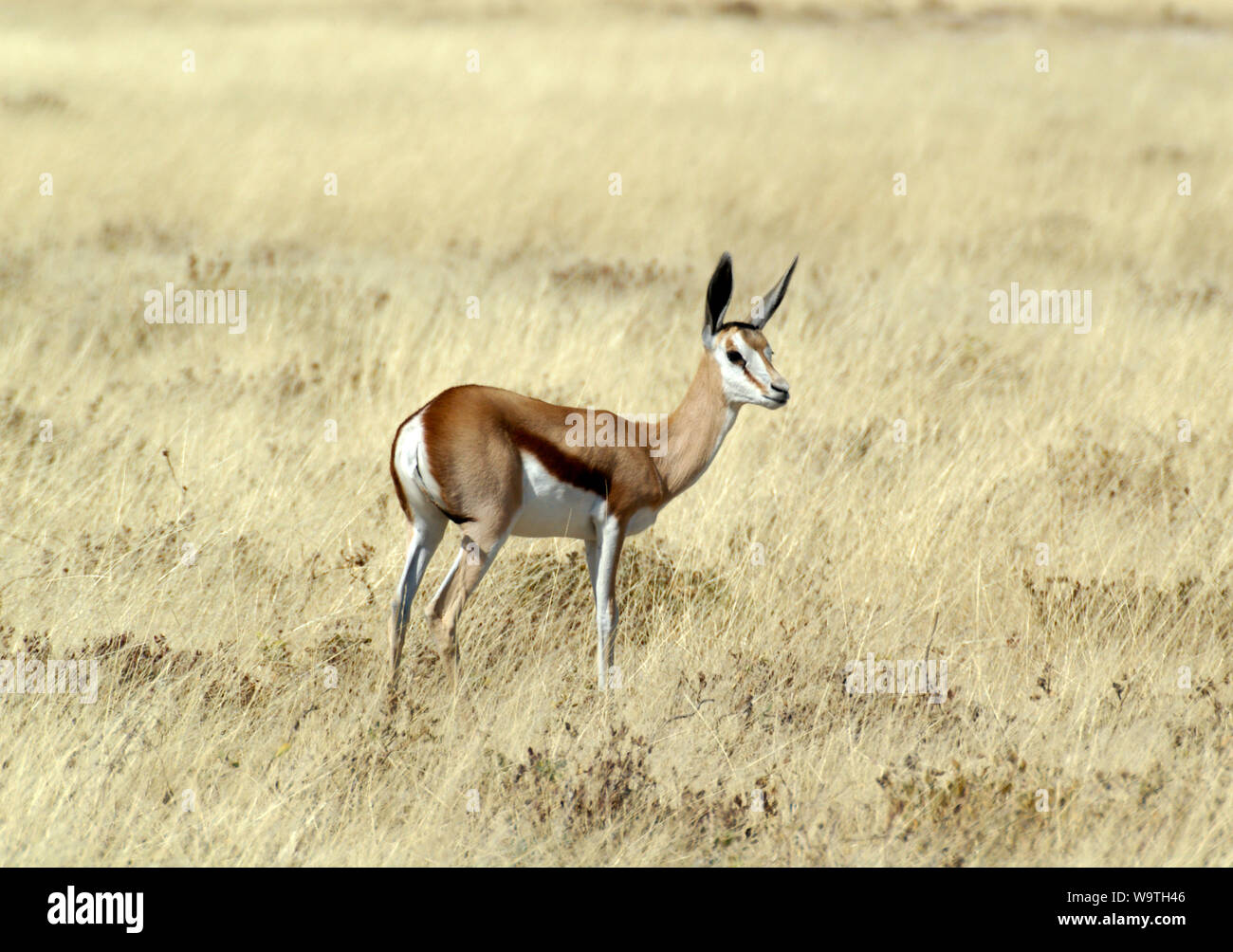 Springbok standing in the bush, South Africa Stock Photo - Alamy