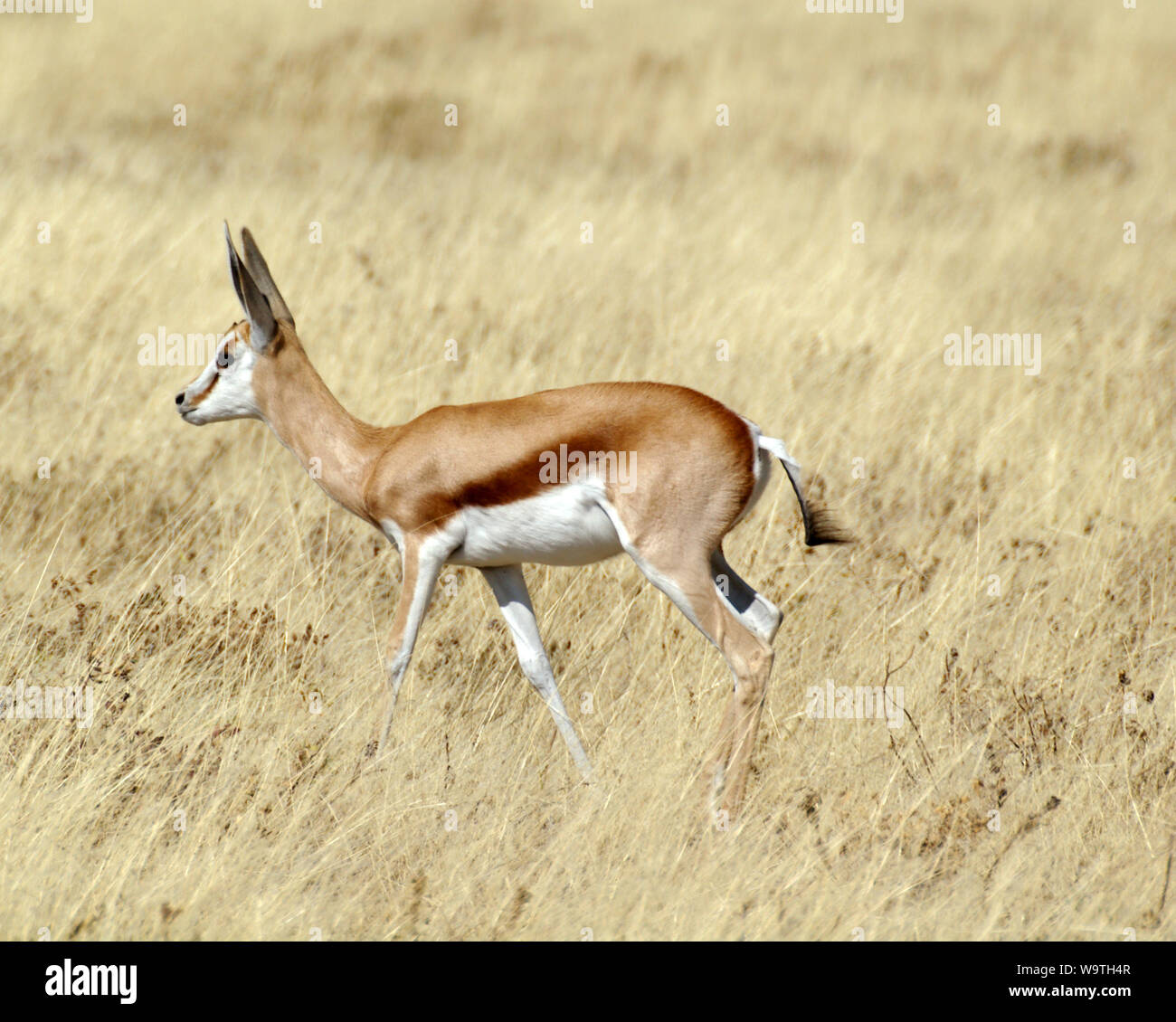 Springbok standing in the bush, South Africa Stock Photo - Alamy