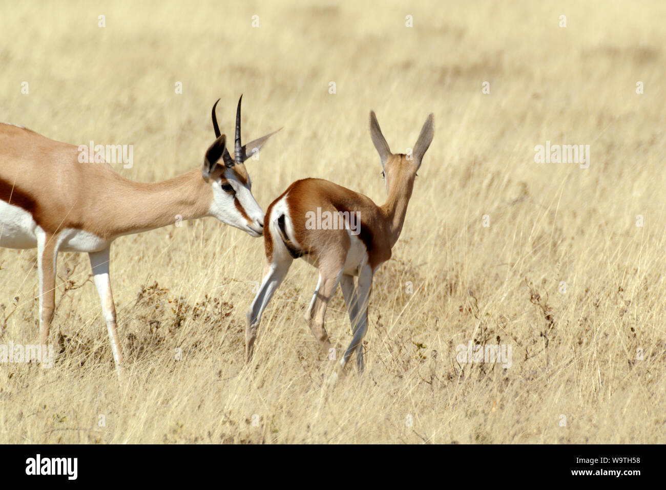 Two Springbok in the bush, South Africa Stock Photo - Alamy