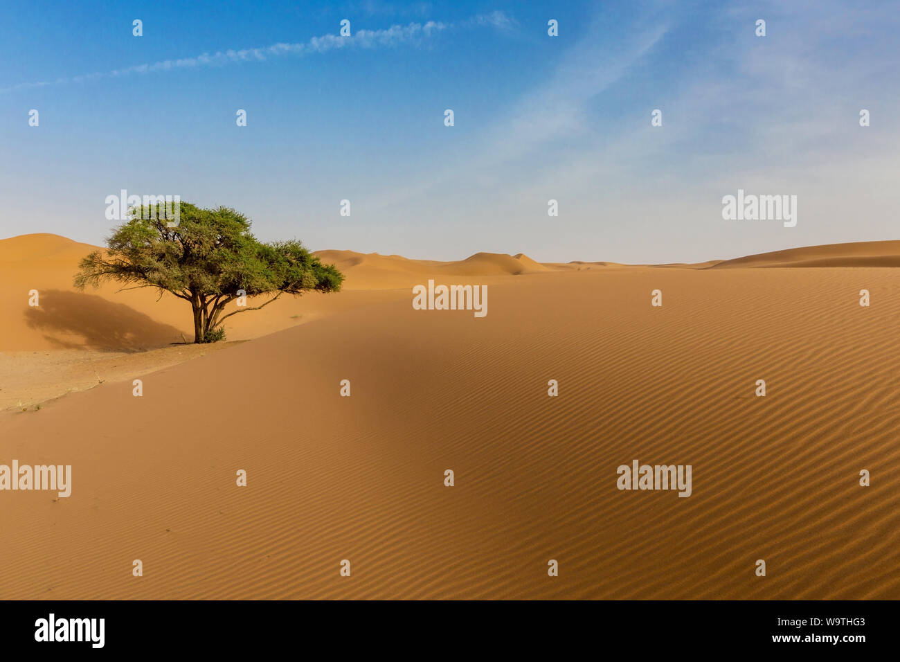 Lone tree in the desert, Saudi Arabia Stock Photo - Alamy