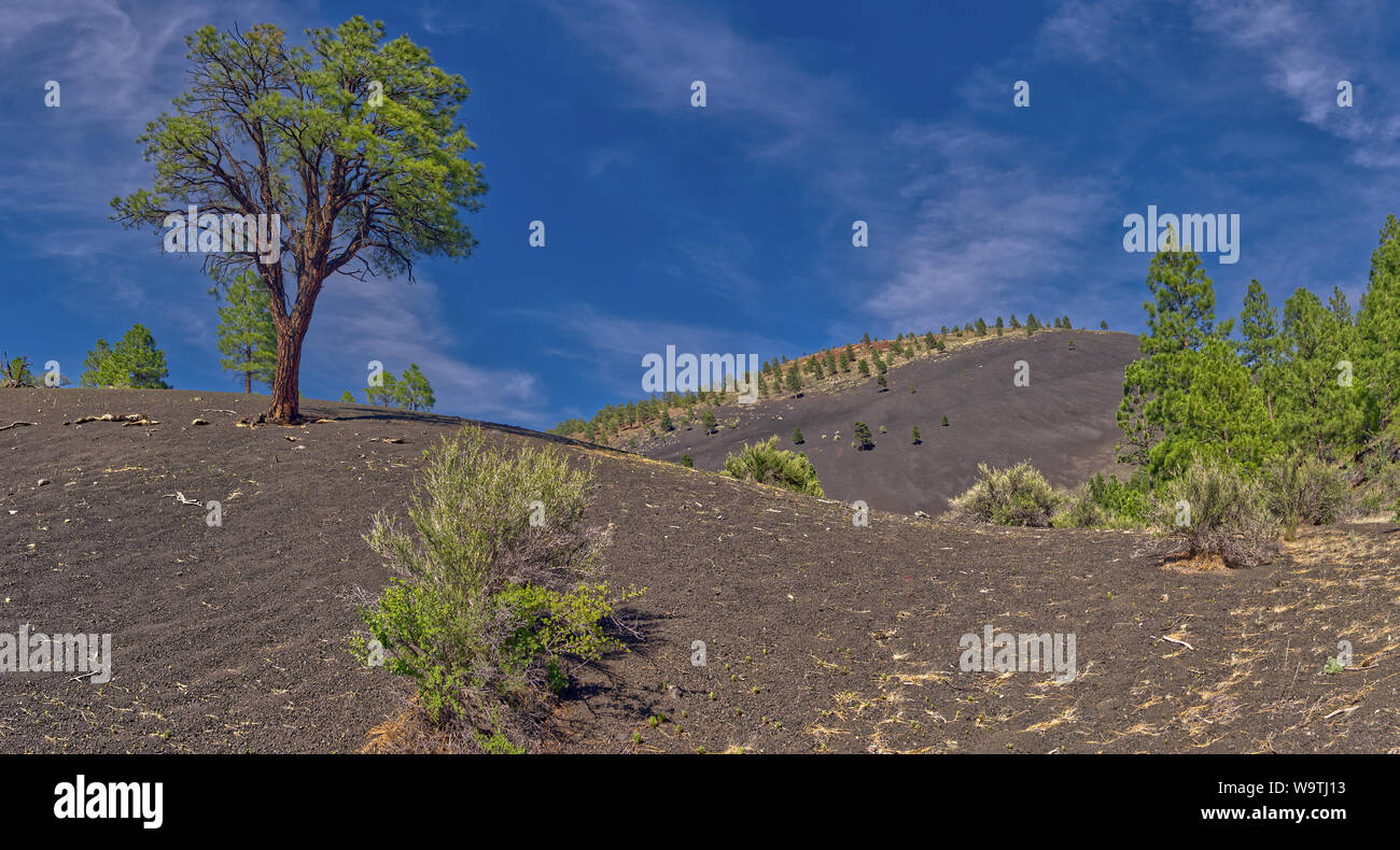 Pine Tree on a Cinder Hill, Sunset Crater National Monument, Arizona ...