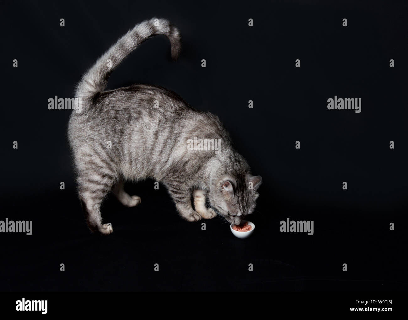 Domestic cat eating meat hi-res stock photography and images - Alamy