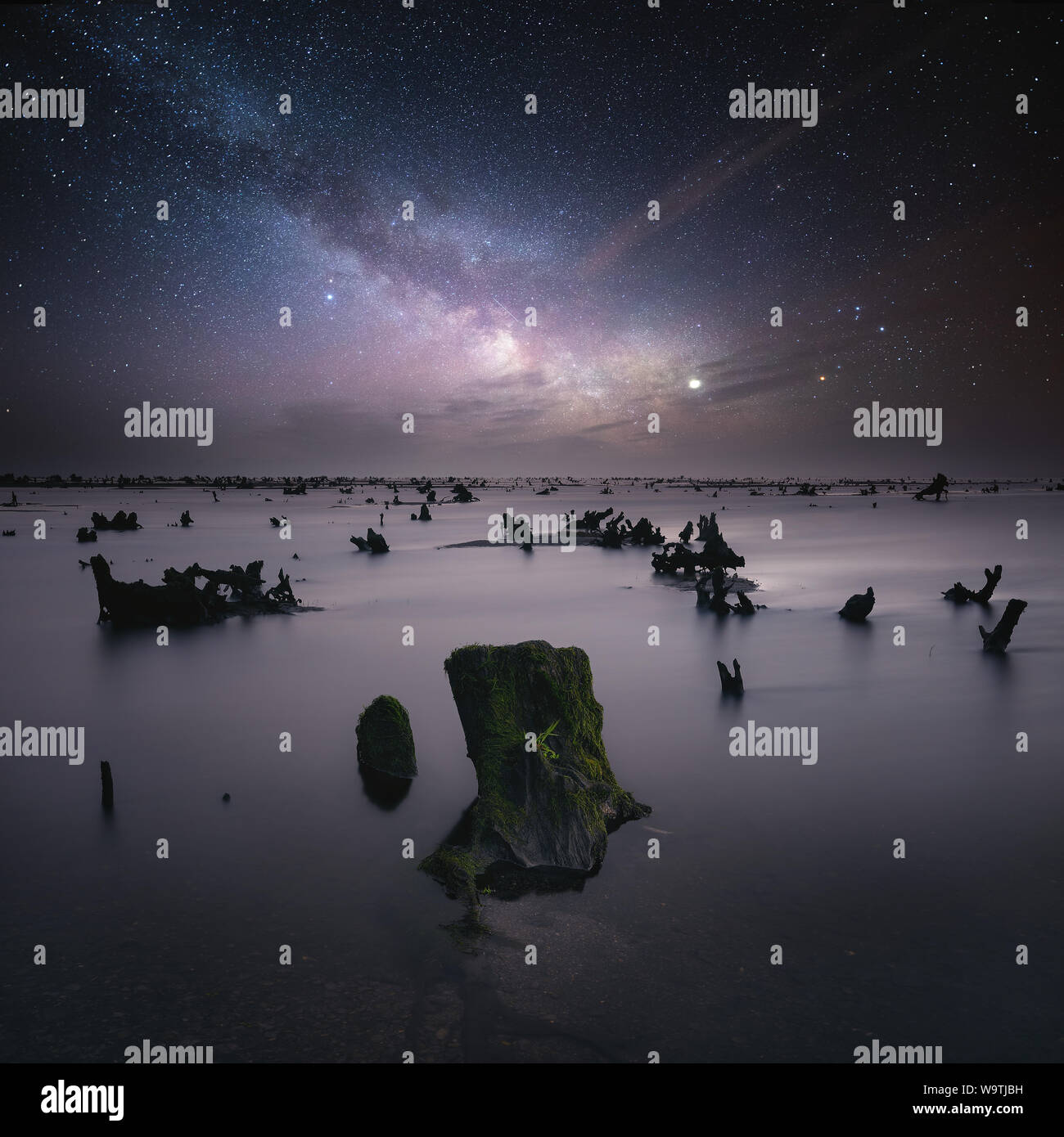 Flooded dead forest at night, County Cork, Ireland Stock Photo - Alamy