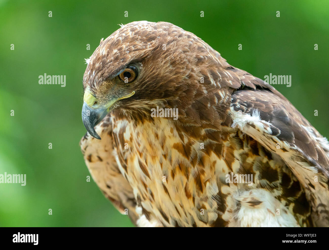 Red tail hawk photo hi-res stock photography and images - Alamy