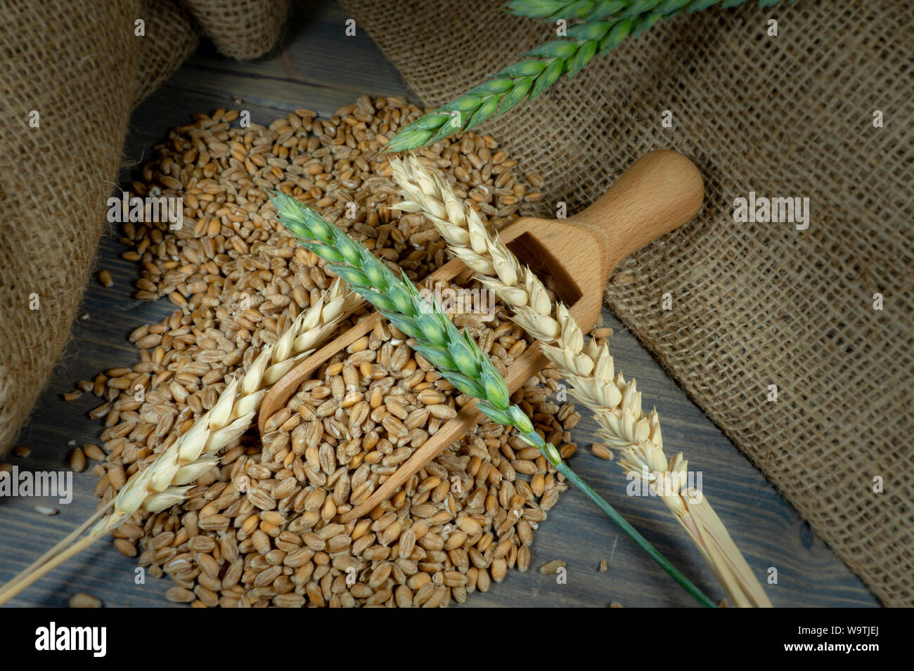 Wheat seeds spilling from a wooden scoop with ripe and fresh ears of ...