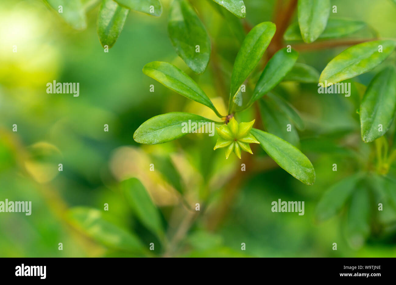 Anise tree hi-res stock photography and images - Alamy