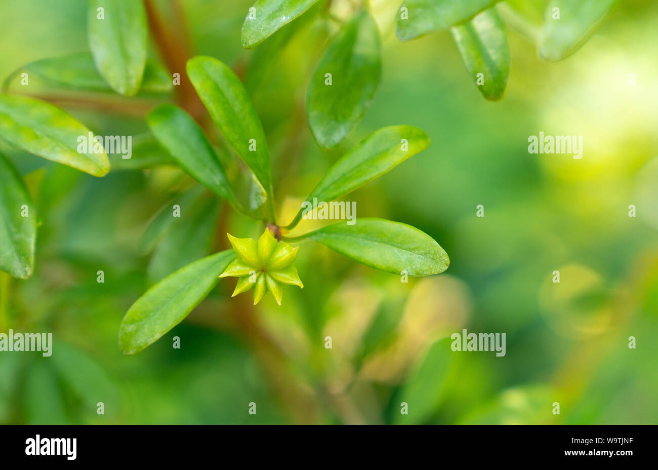 Anise tree hi-res stock photography and images - Alamy